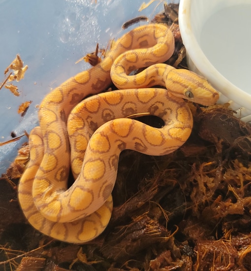 T+ Caramel Albino BRB Brazilian Rainbow Boa by MyRainbowBalls