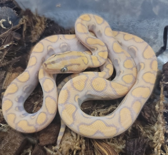 T+ Caramel Albino BRB Brazilian Rainbow Boa by MyRainbowBalls
