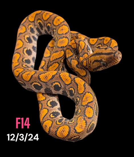 High Red BRB Brazilian Rainbow Boa by MyRainbowBalls