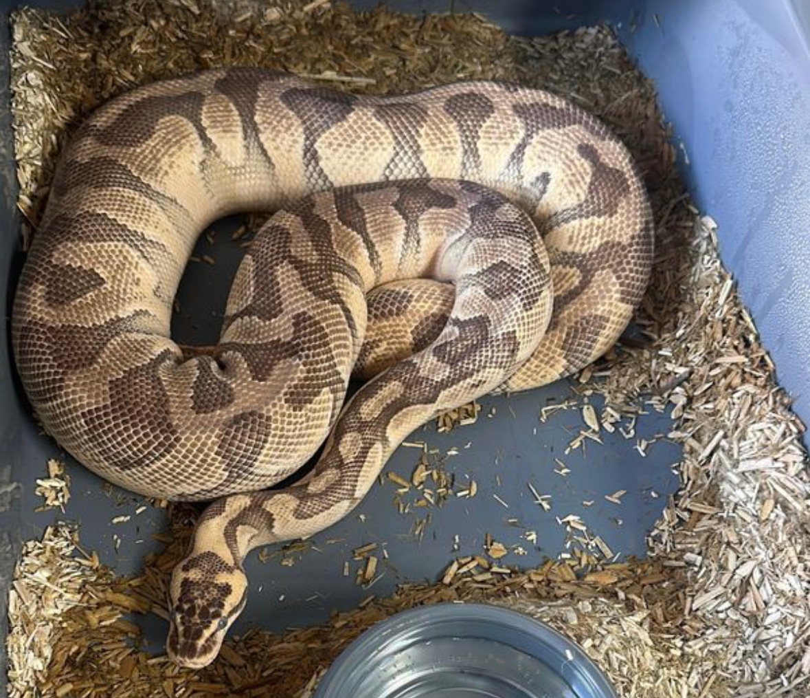 Lesser Enchi Pastel Het Clown Ball Python by MyRegiusBalls - MorphMarket
