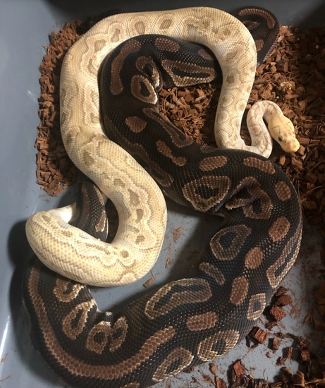Pastave GHI Clown Ball Python by MyRegiusBalls
