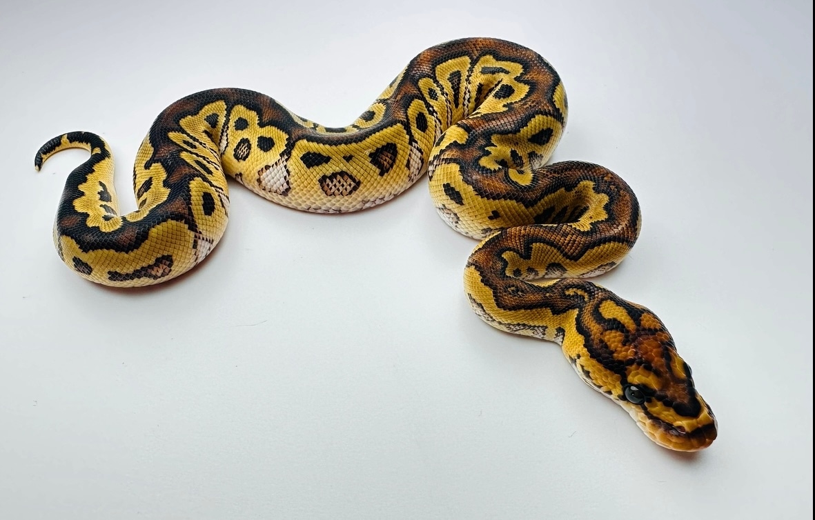 Special Clown Ball Python by MyRegiusBalls - MorphMarket
