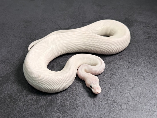 Phantom Mojave GHI Clown Ball Python by MyRegiusBalls