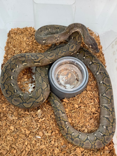 Kalatoa Reticulated Python by My Reptile Shop