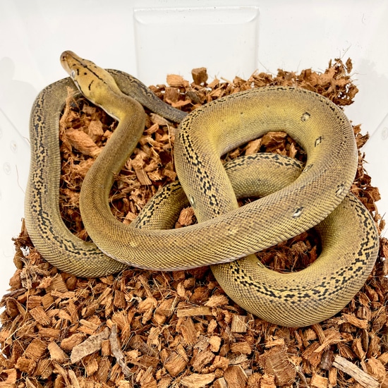 Super Dwarf Platinum Sunfire Golden Child 100% Het Albino (Purple Phase ...