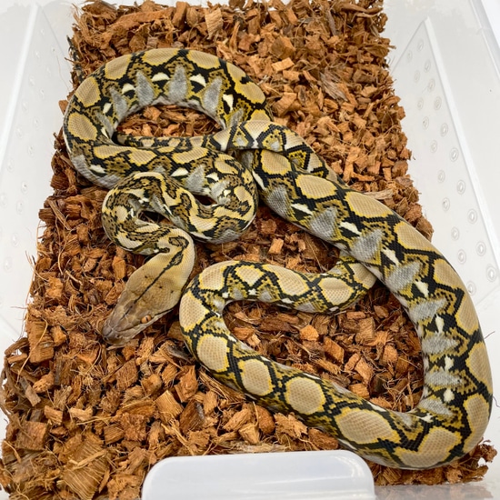 Super Dwarf 100% Het Albino (Purple Phase) Reticulated Python by My ...