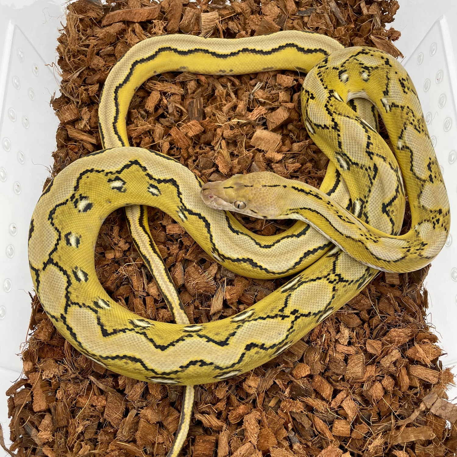 Super Dwarf Platinum Sunfire 100 Het Albino Purple Phase Reticulated