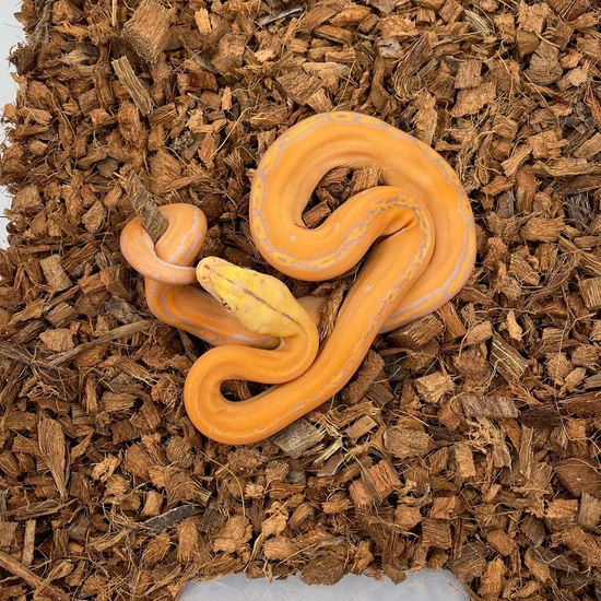 Super Dwarf Sunfire Golden Child Paradox Albino Purple Reticulated ...