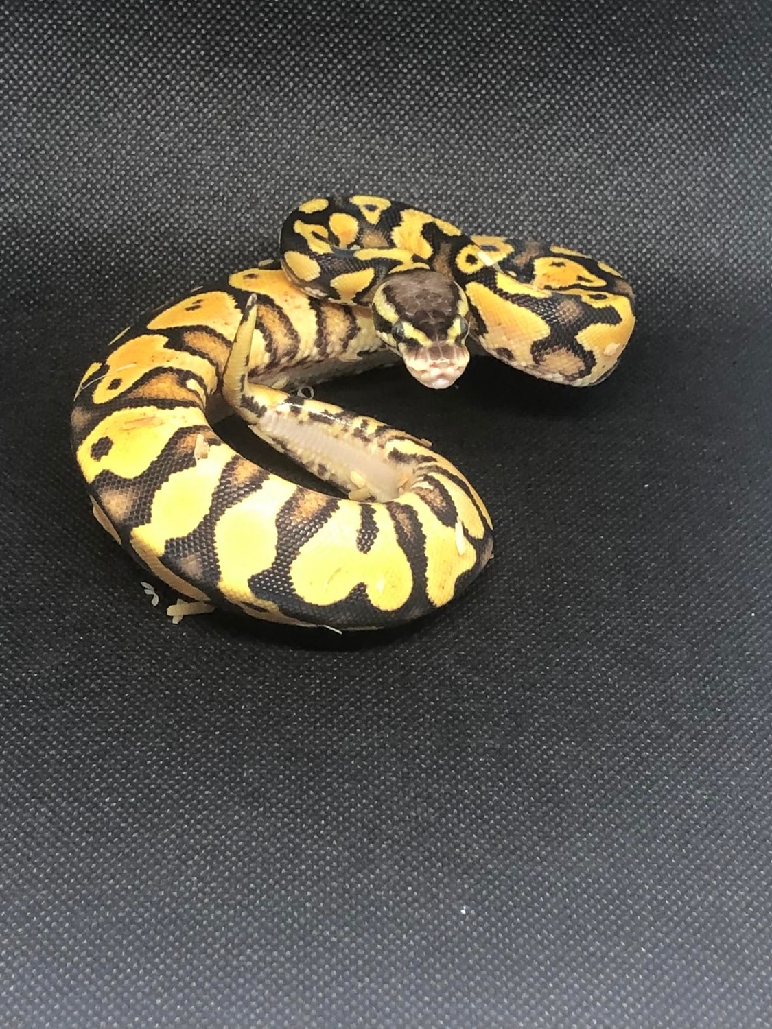Pastel Yellow Belly Ball Python by BPL Domowa Hodowla Zwierzat ...