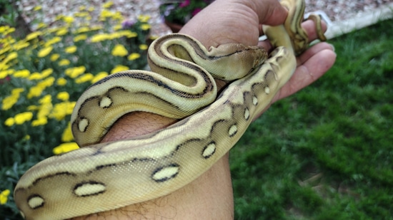 Marble SunTiger Reticulated Python by 303 Mad Morphs