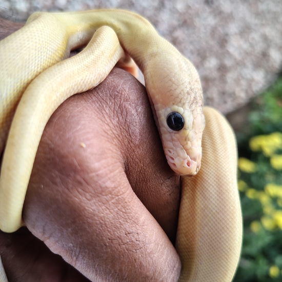 Ultra Ivory Sunfire Reticulated Python by 303 Mad Morphs