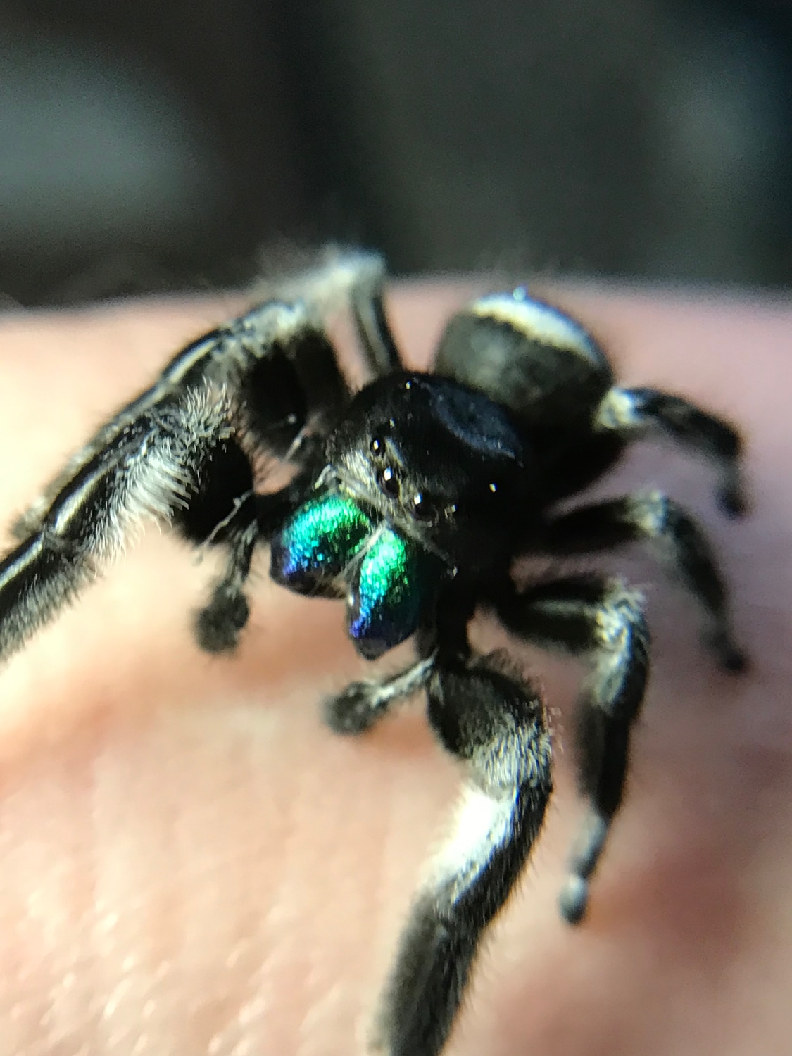Phidippus Regius (Regal Spider) Jumping Spider by My Spider Empire ...