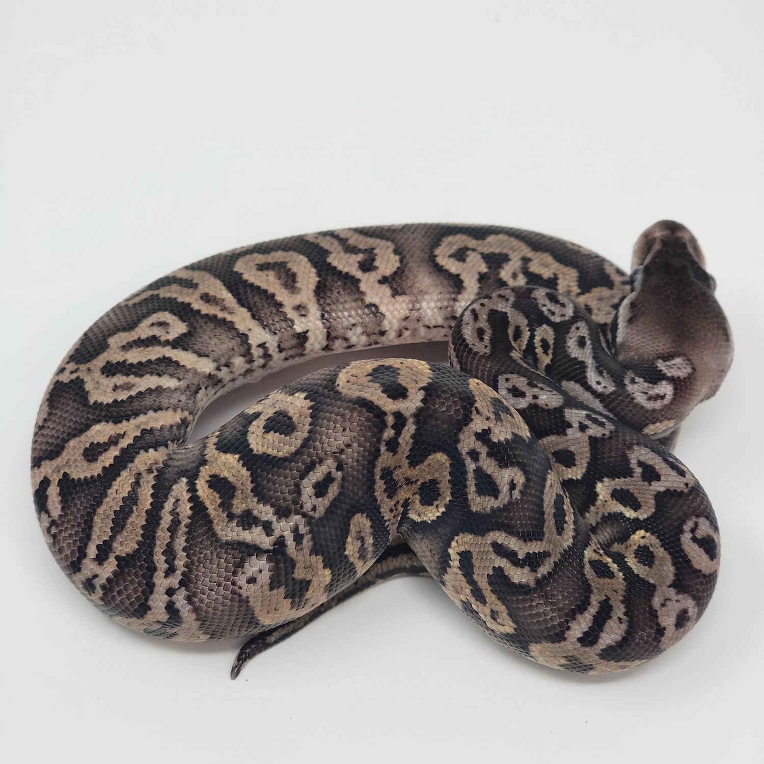 Black Pewter, Yellow Belly Ball Python by SSVReptiles - MorphMarket