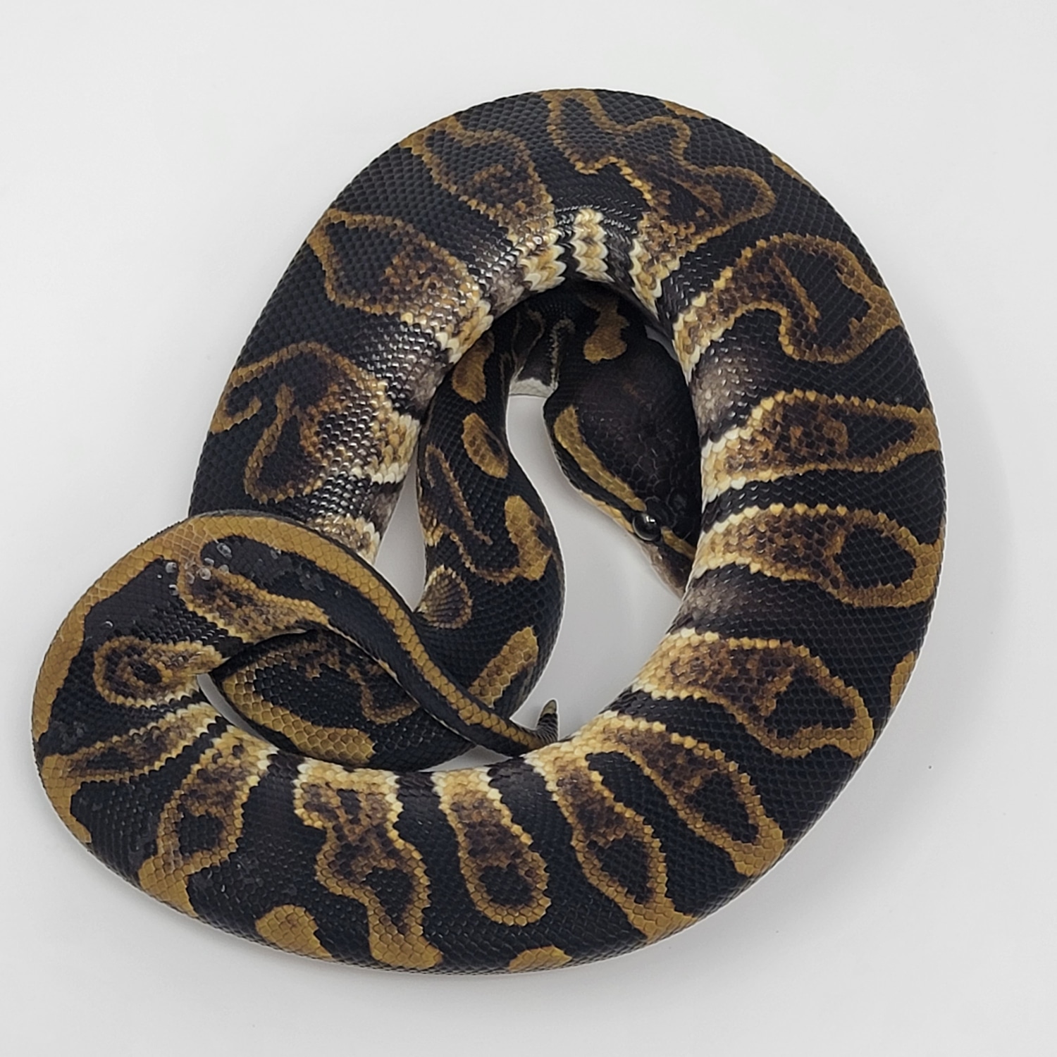 GHI, Leopard, 50% HET Ghost Ball Python by SSVReptiles - MorphMarket