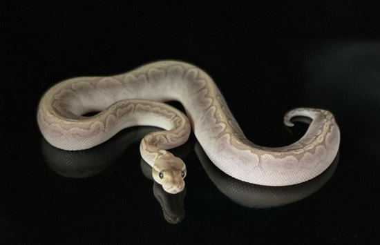 Bamboo, Black Pewter, Super Vanilla Ball Python by SSVReptiles