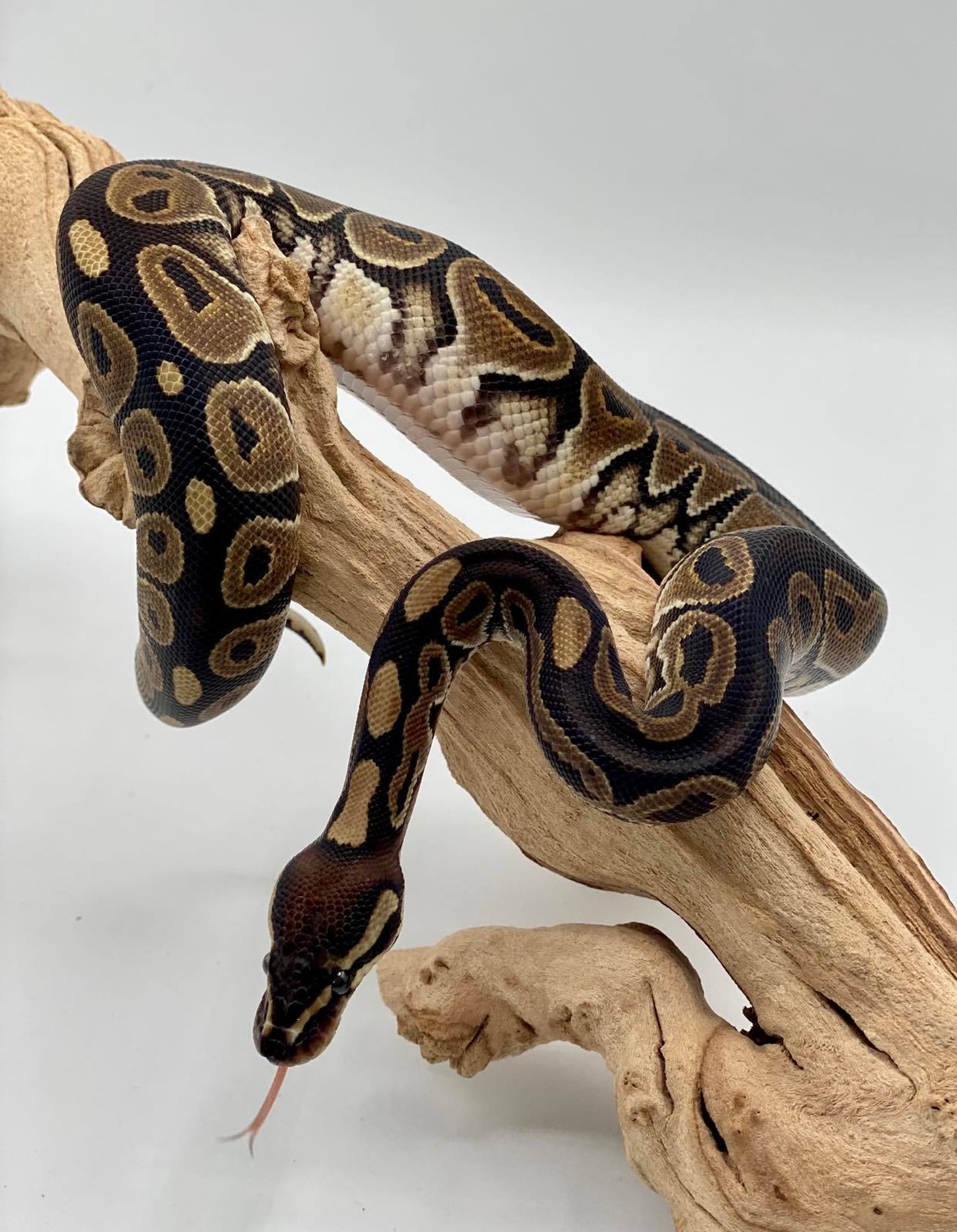 Het Red Axanthic, Het Genetic Stripe Ball Python by SSVReptiles ...