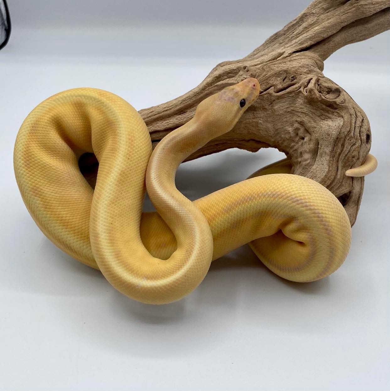 Banana, Het Red Axanthic, Genetic Stripe Ball Python by SSVReptiles ...