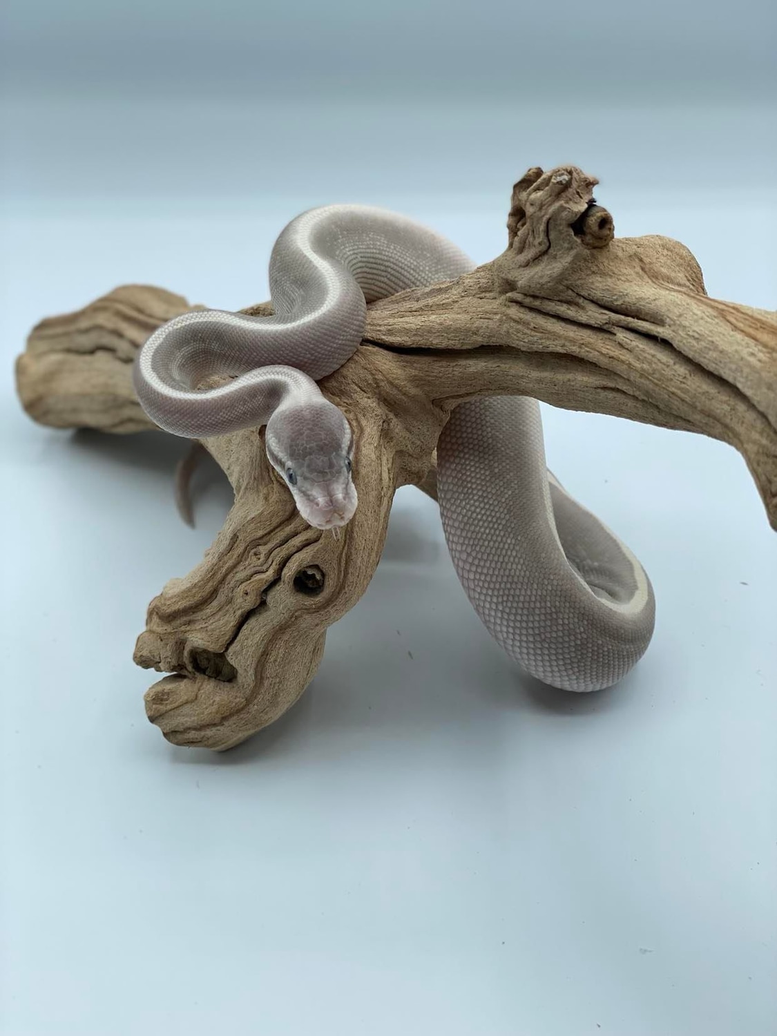 GHI Mystic Potion Pos YB Ball Python by SSVReptiles - MorphMarket