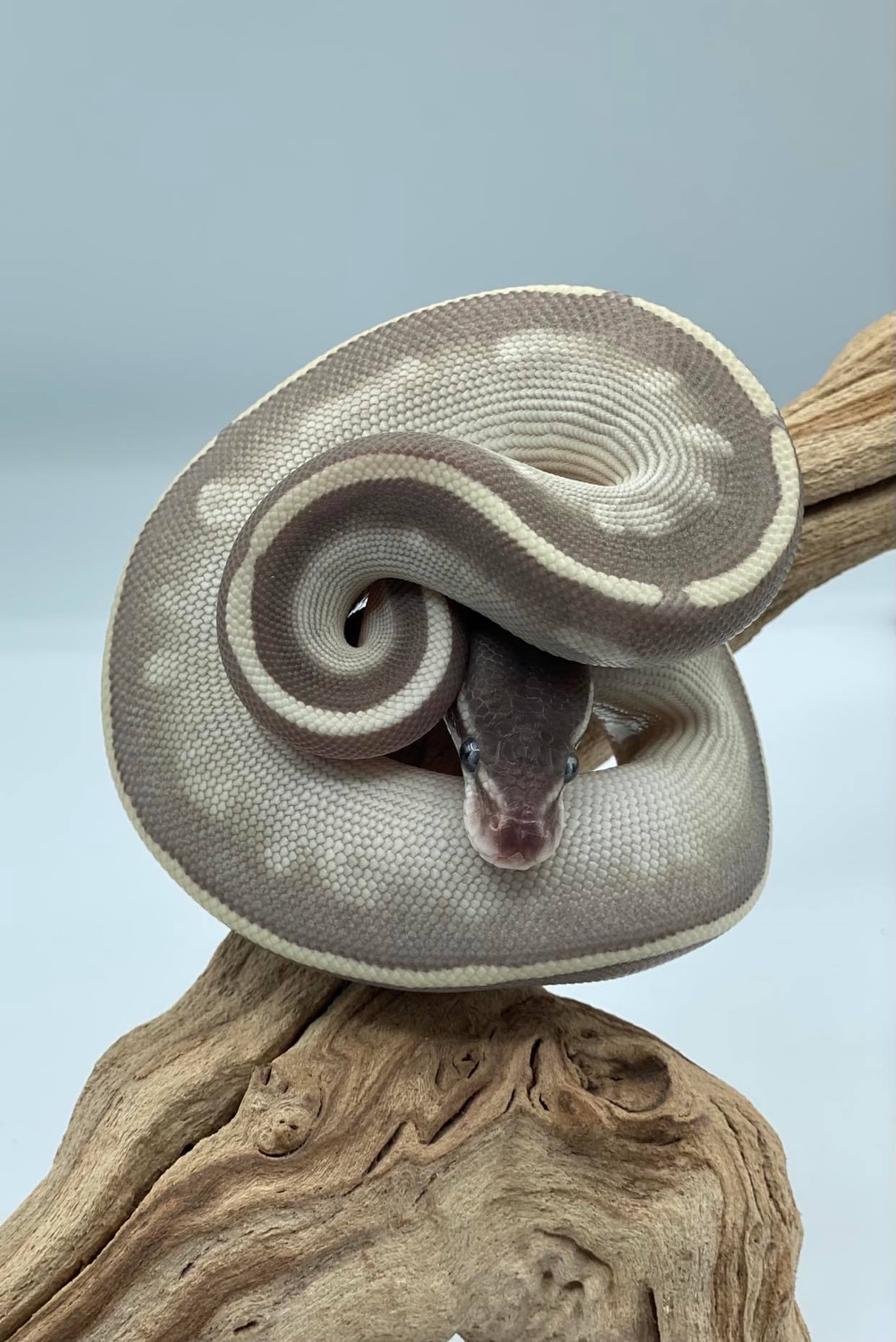 Yellow Belly Mystic Potion Ball Python by SSVReptiles - MorphMarket