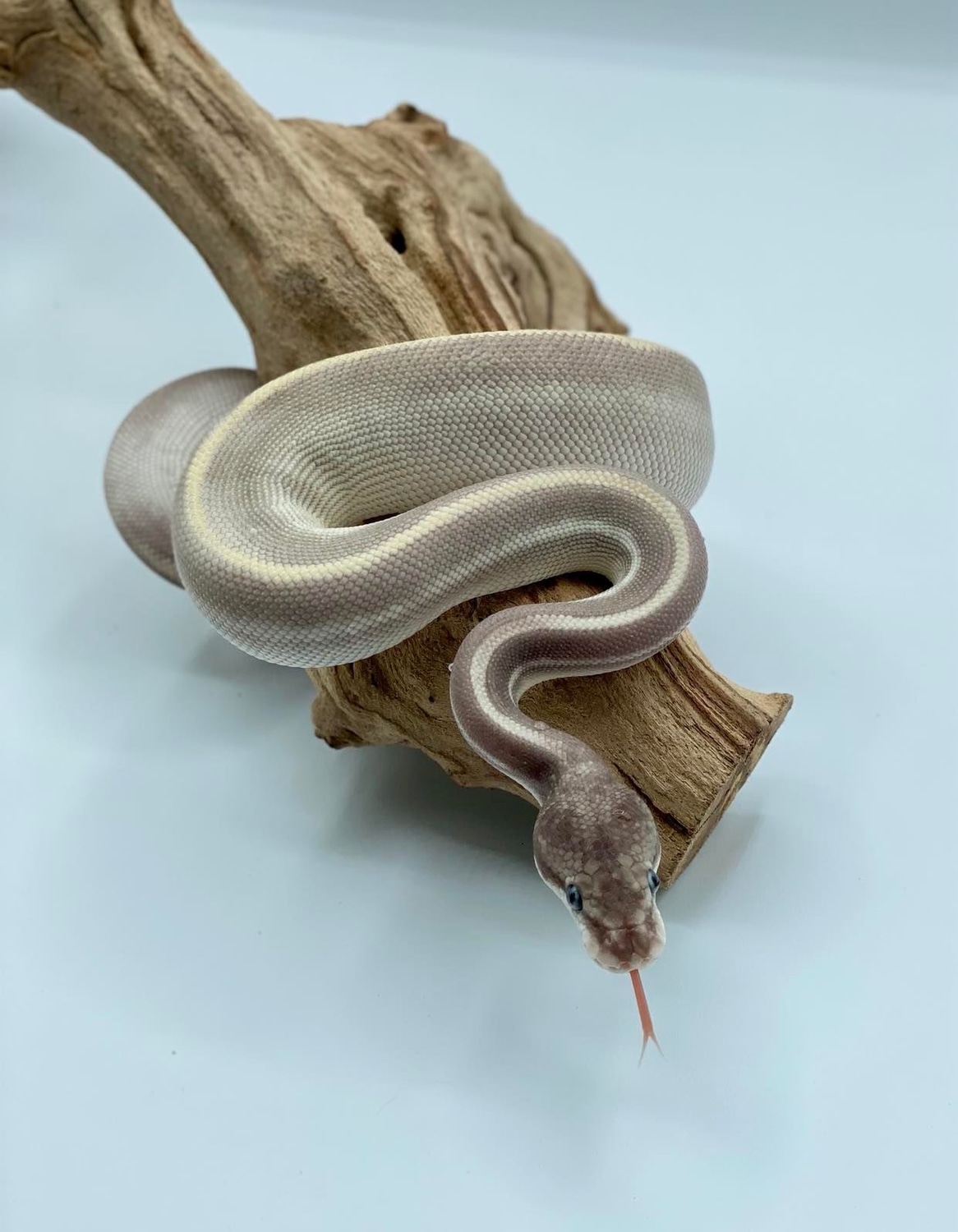 YB GHI Leopard Mystic Potion Ball Python by SSVReptiles - MorphMarket
