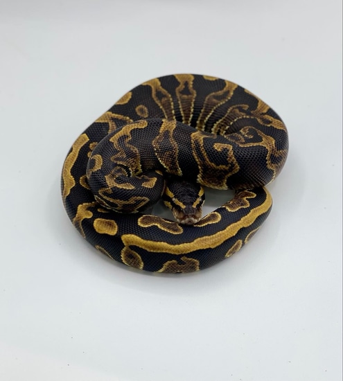 GHI Leopard Mystic Or Mojave Pos YB Ball Python by SSVReptiles