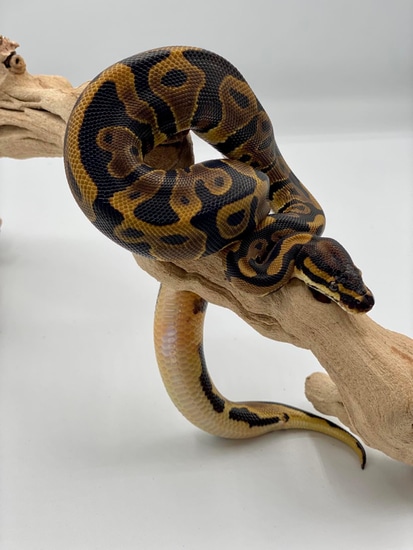 Leopard Yellow Belly Ball Python by SSVReptiles