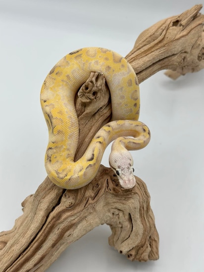 Pastel Leopard Puma Ball Python by SSVReptiles