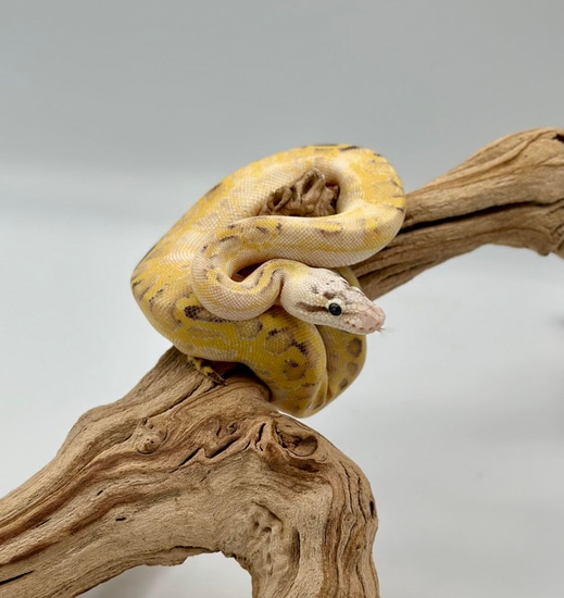 Pastel Leopard Puma Ball Python by SSVReptiles