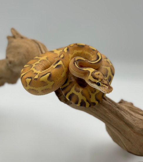 Leopard Puma Ball Python by SSVReptiles