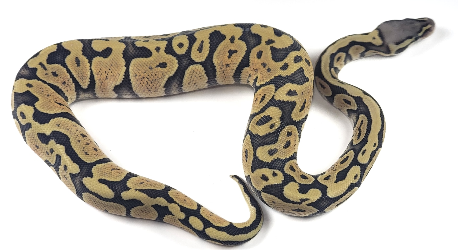 Pastel, Vanilla, 100% Het Hypo, 100% Het Desert Ghost Ball Python by ...