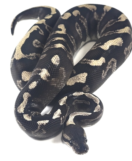 Super GHI, Lesser, (Possible Leopard, Possible HET Ghost) Ball Python by SSVReptiles