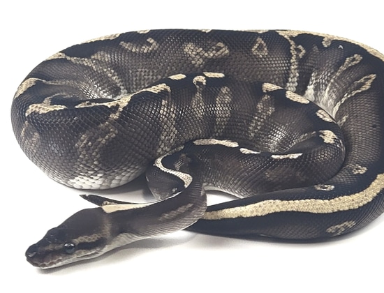 Super GHI, Lesser, Leopard (Pos Het Ghost) Ball Python by SSVReptiles