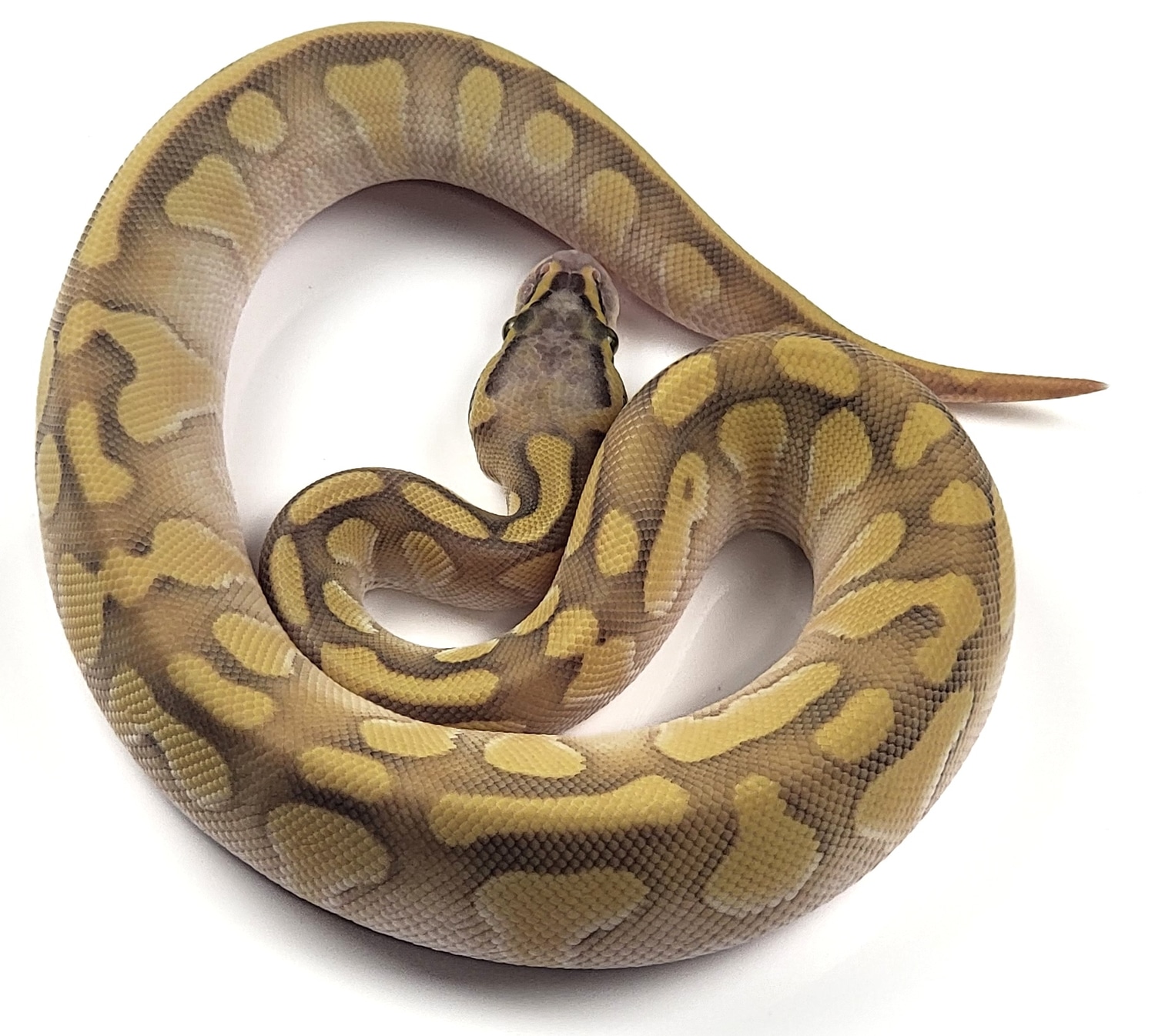 Hypo, Lesser, Enchi, 100% Het Desert Ghost (Pos GHI) Ball Python by ...