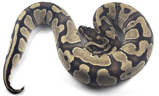 Disco/Fire, Enchi, 100% Het Hypo, 100% Het Desert Ghost Ball Python by ...