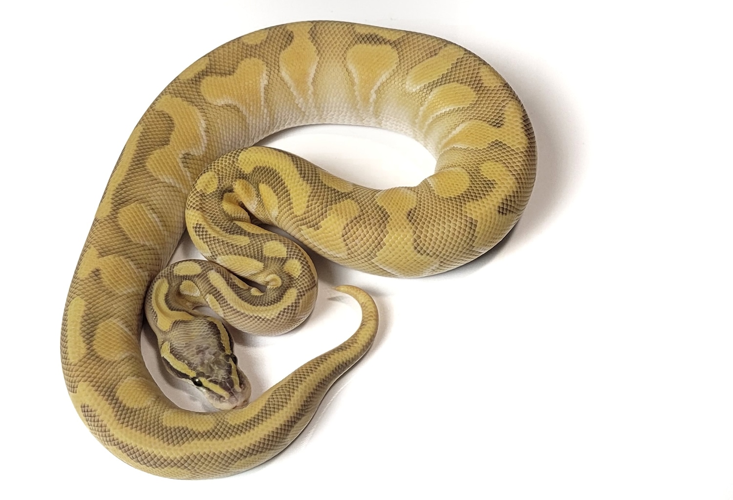 Hypo, Lesser, Enchi, 100% Het Desert Ghost (Pos GHI) Ball Python by ...