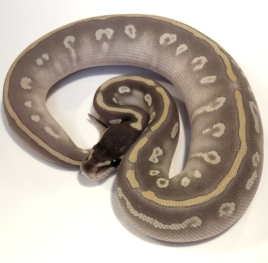 Purple Passion (Pos YB) Ball Python by SSVReptiles