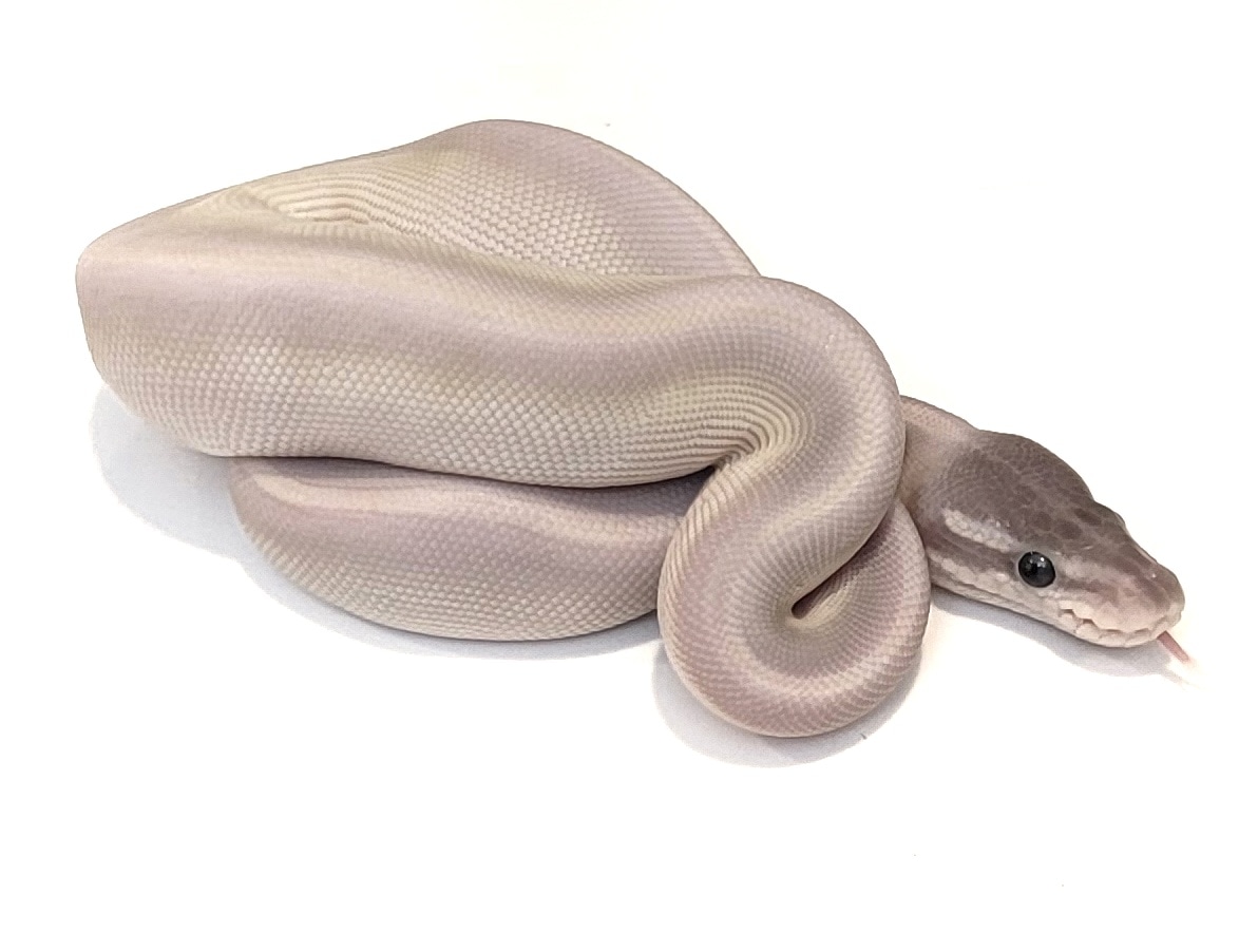 Super Mojave Ball Python by SSVReptiles - MorphMarket