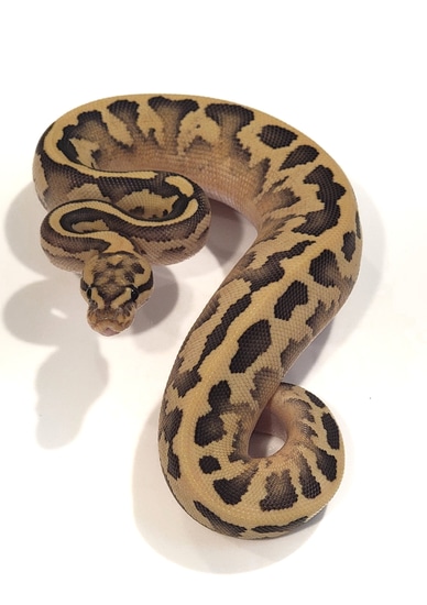 Disco, Fire, Leopard, Orange Dream (Pos YB) Ball Python by SSVReptiles