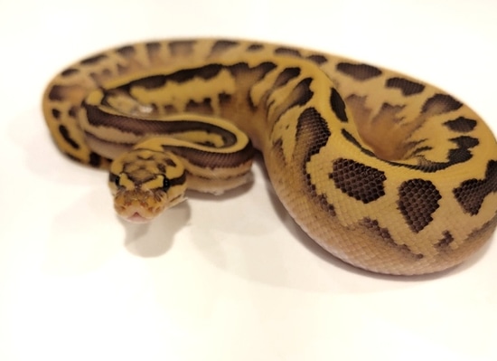 Disco, Fire, Leopard, Enchi, (Pos OD, YB) Ball Python by SSVReptiles