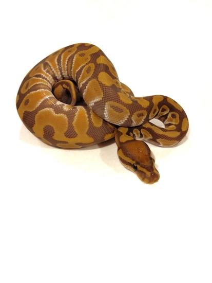 Ultramel, Orange Dream, 50% Het Cryptic Ball Python by SSVReptiles