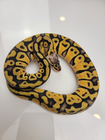 Super Pastel, 100% Het Clown Ball Python by SSVReptiles