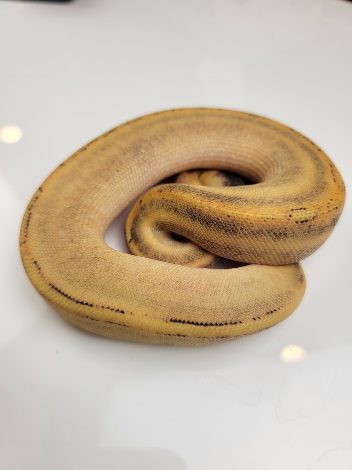 Champagne, Phantom/Mojave, 50% Het G-Stripe Ball Python by SSVReptiles ...