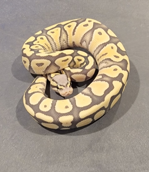 Desert Ghost, Hypo, Super Pastel Ball Python by SSVReptiles