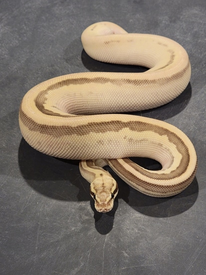 Pastel, Leopard (Super?), Fire, Butter (Pos OD, YB, Enchi) Ball Python by SSVReptiles
