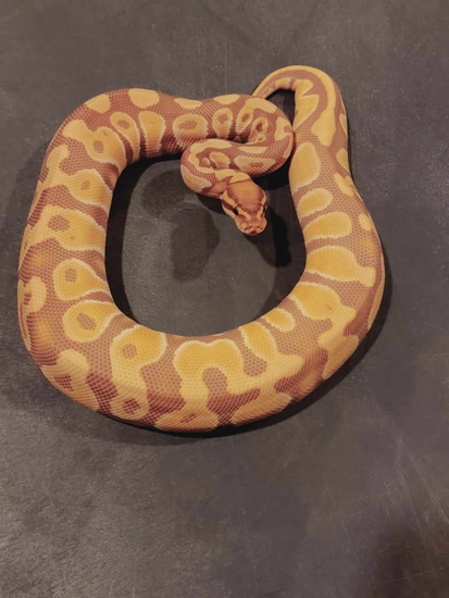 Ultramel, Orange Dream (50% Het Cryptic) Ball Python by SSVReptiles