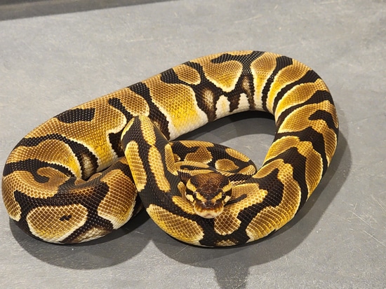 Orange Dream, 100% Het Ultramel, 50% Het Cryptic Ball Python by SSVReptiles