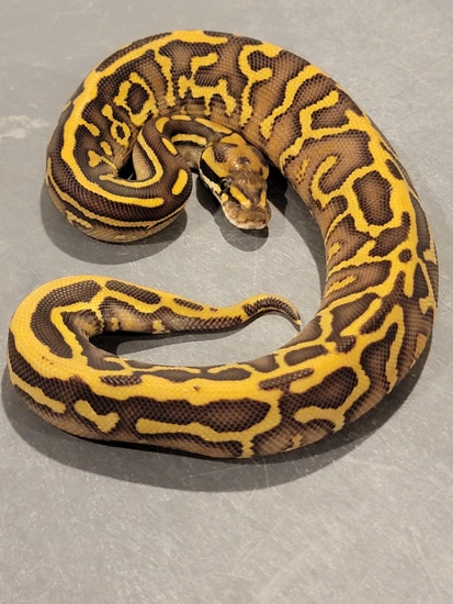 Leopard, Lesser, Confusion, Het Clown Ball Python by SSVReptiles
