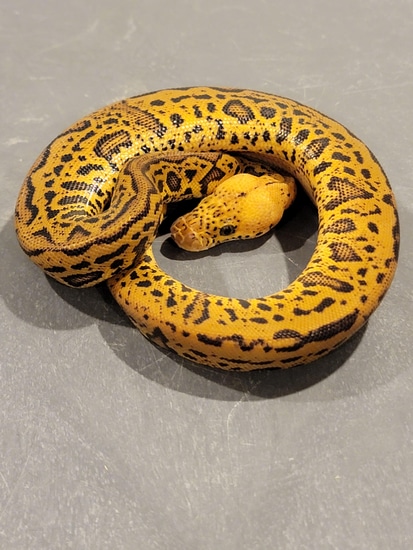 Leopard, Lesser, Confusion, Clown Ball Python by SSVReptiles
