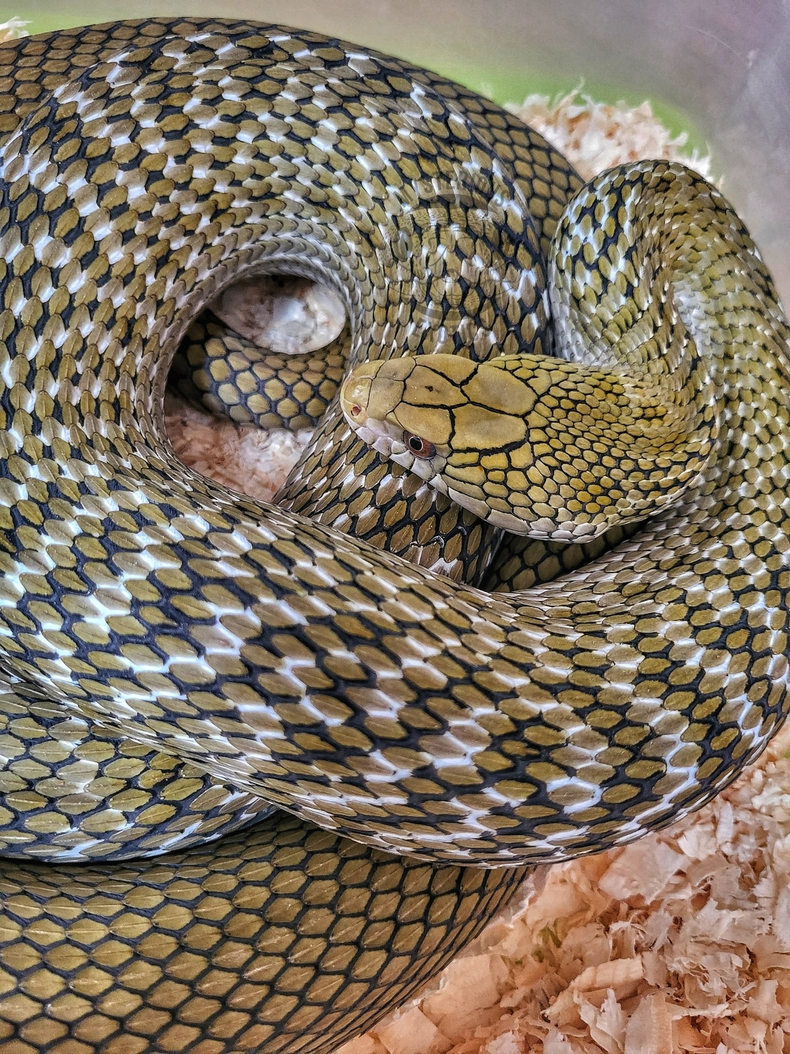 Japanese King Rat Snake (Elaphe Carinata Yonaguniensis) More Colubrid ...