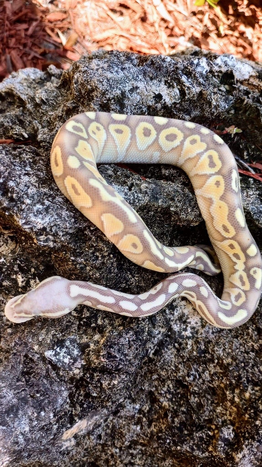Banana Pastel Lesser Ball Python by Mystery_Morphs - MorphMarket